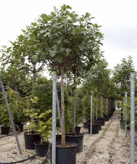 Feigenbaum | BotanicalGroup Deutschland | The specialists in exclusive ...