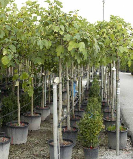 Feigenbaum - Ficus carica | BotanicalGroup Deutschland | The ...