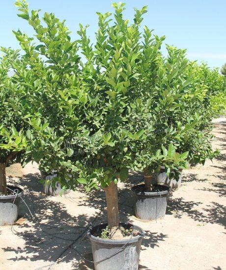 Zitronenbaum - Citrus limon | BotanicalGroup Deutschland | The ...