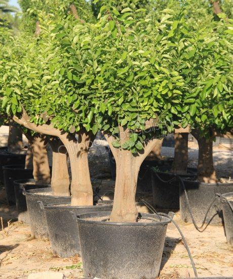 Zitronenbaum - Citrus limon | BotanicalGroup Deutschland | The ...