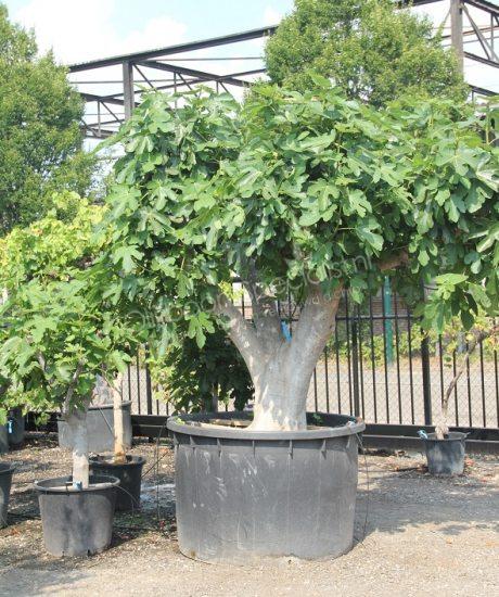 Feigenbaum - Ficus carica | BotanicalGroup Deutschland | The ...