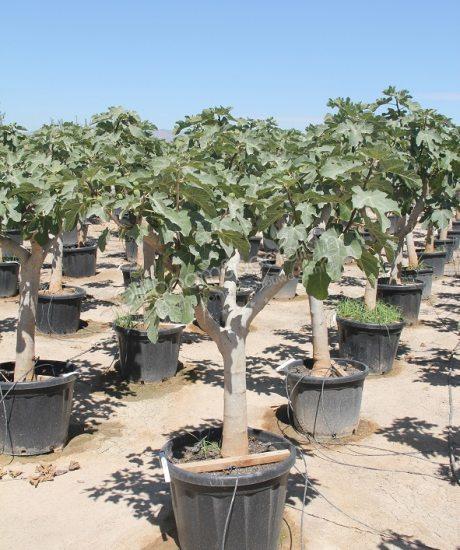 Feigenbaum - Ficus carica | BotanicalGroup Deutschland | The ...