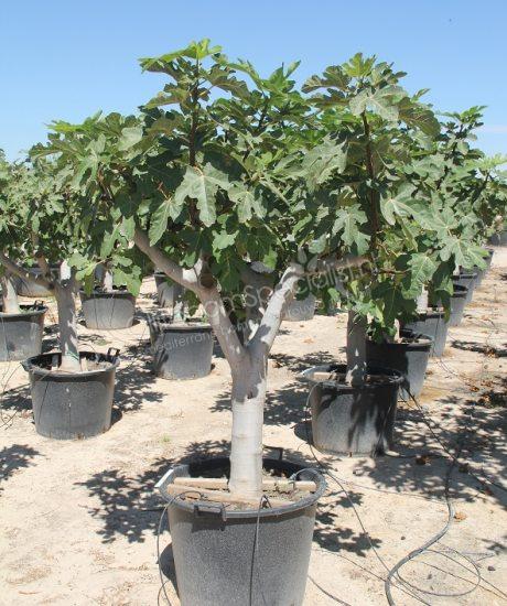 Feigenbaum - Ficus carica | BotanicalGroup Deutschland | The ...