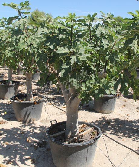 Feigenbaum | BotanicalGroup Deutschland | The specialists in exclusive ...